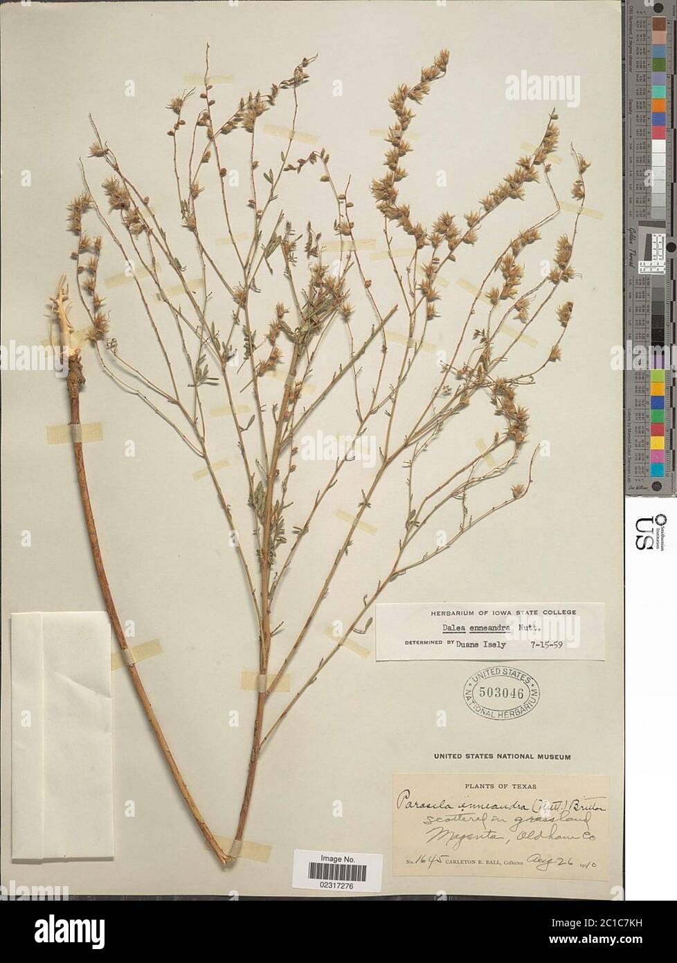 Dalea enneandra hi-res stock photography and images - Alamy