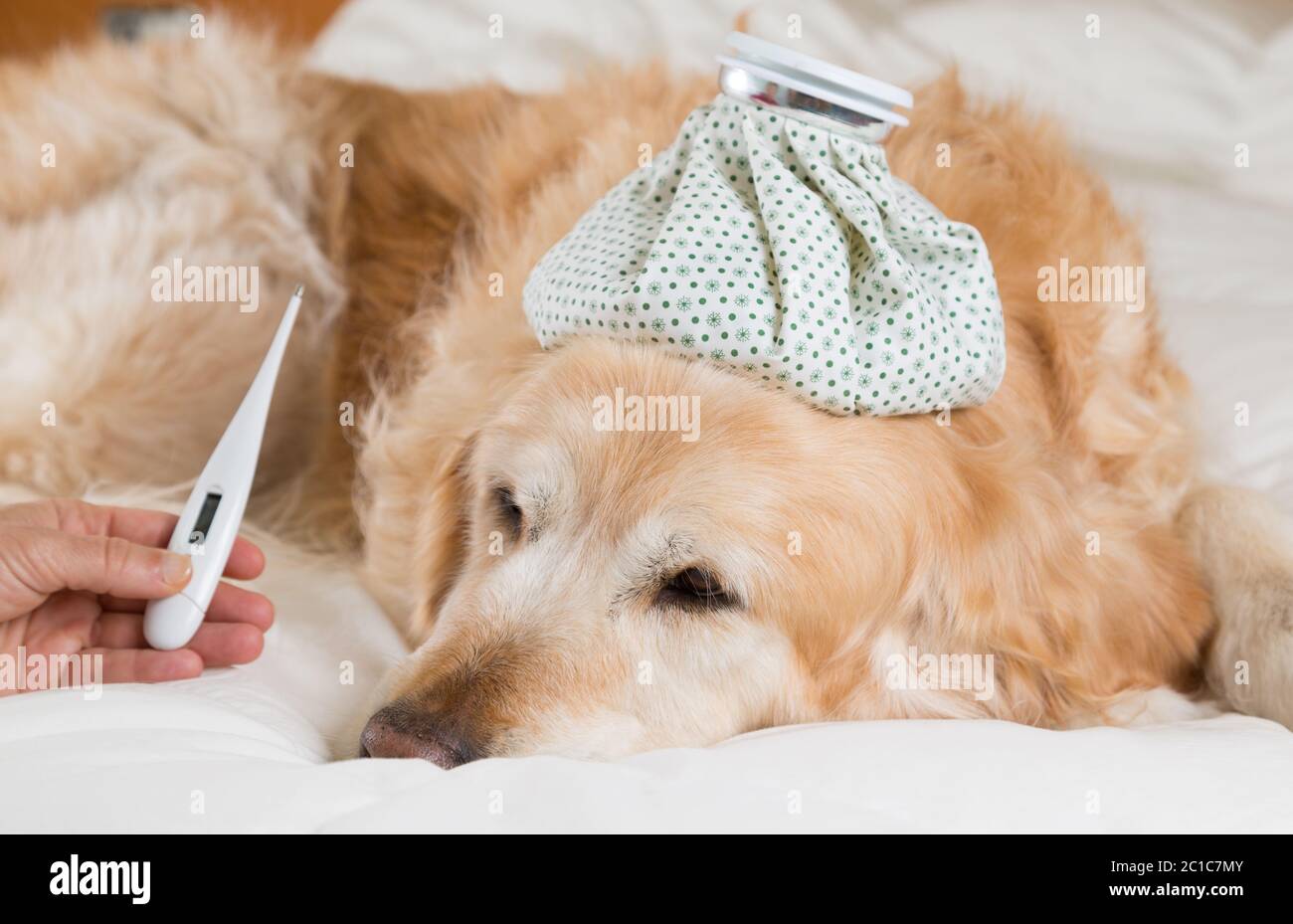 Golden Retriever Dog cold convalescing in bed Stock Photo - Alamy