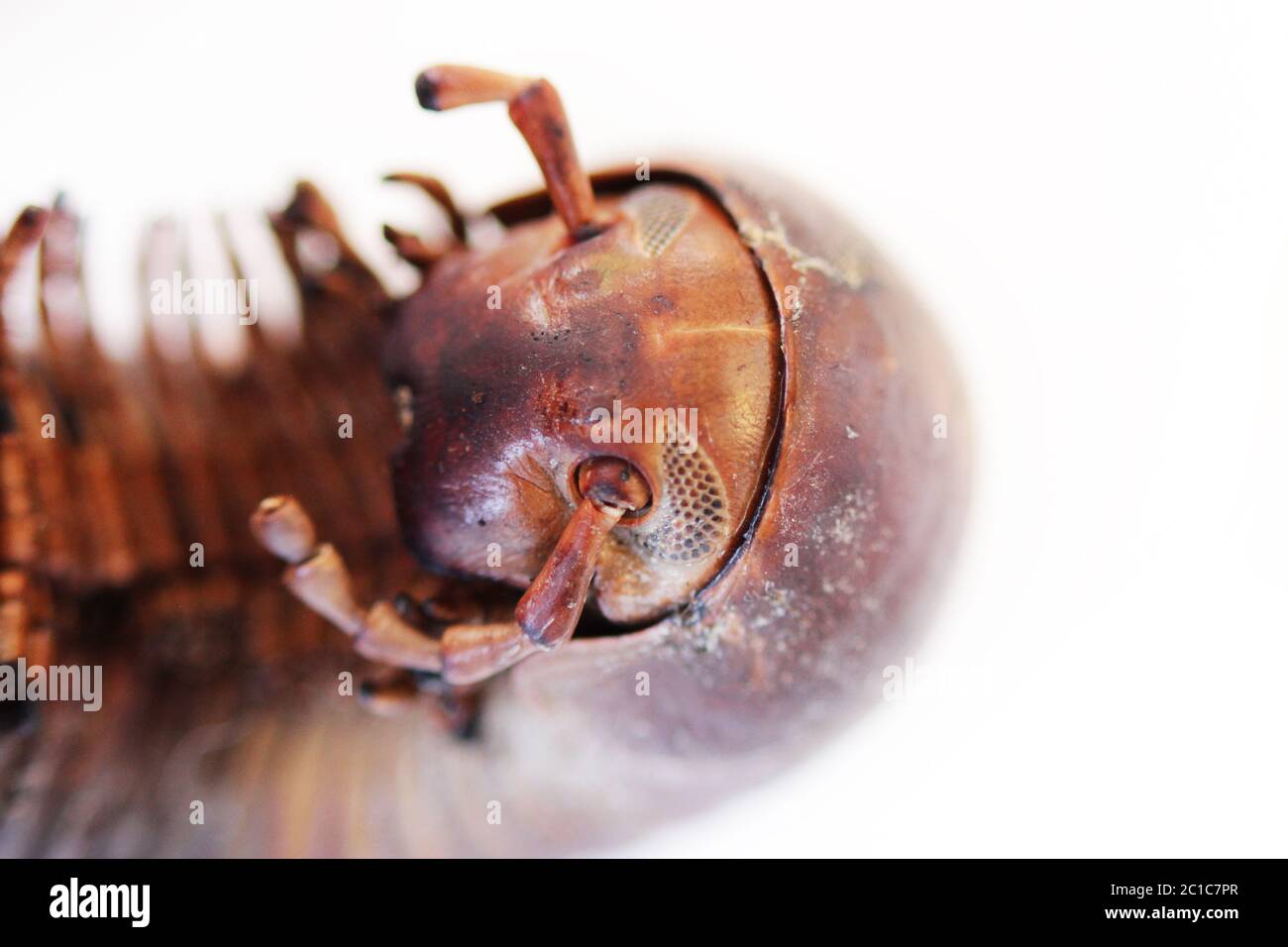 head part with eyes and antennae of giant African millipede. Macro ...