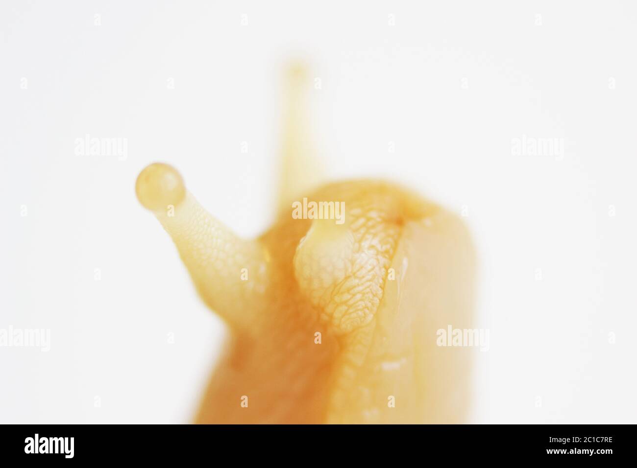 Young shell hi-res stock photography and images - Alamy