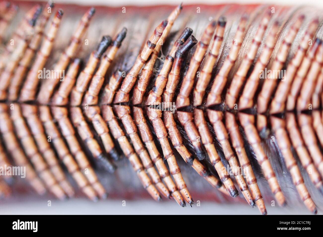 set of extremities of giant African millipede. Macro Stock Photo - Alamy