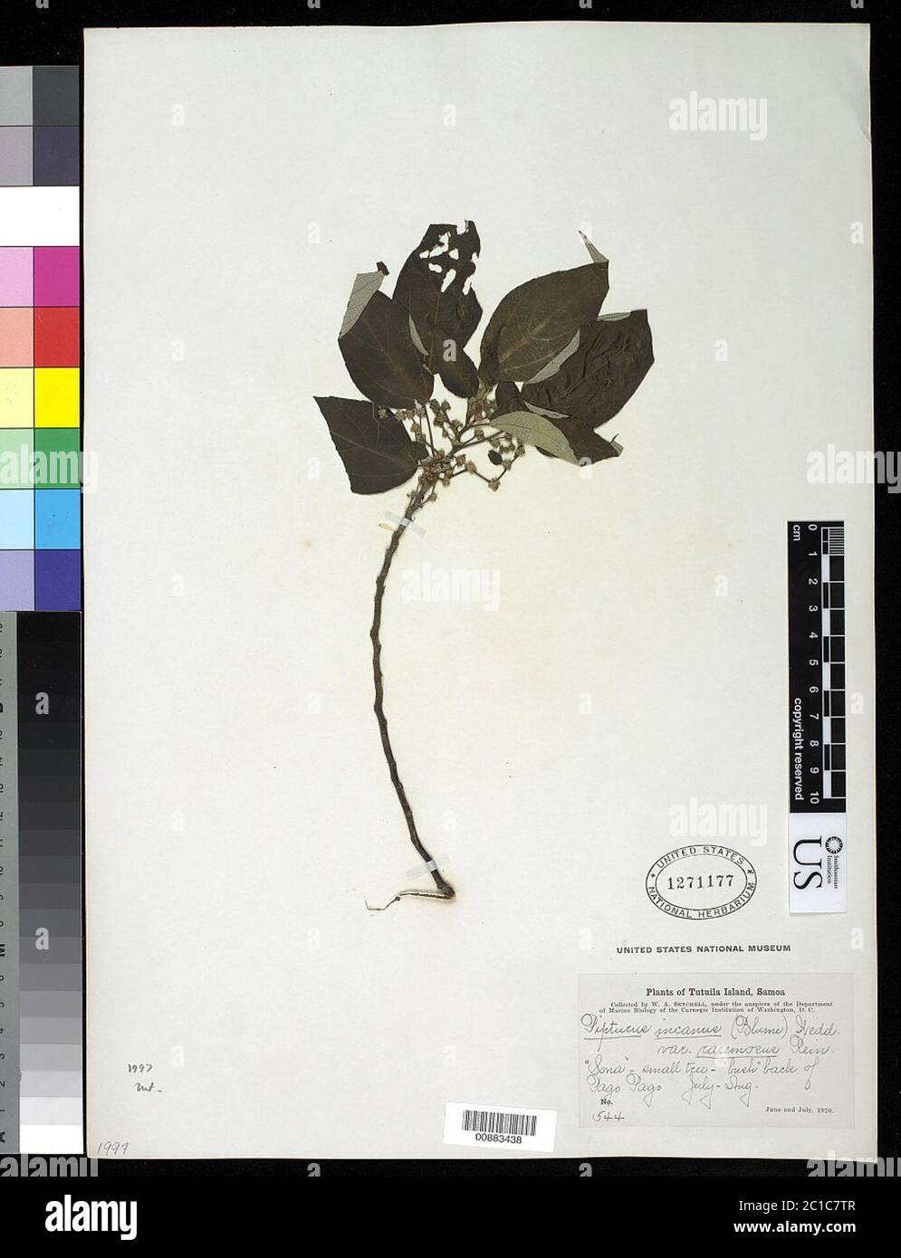 Pipturus hi-res stock photography and images - Alamy