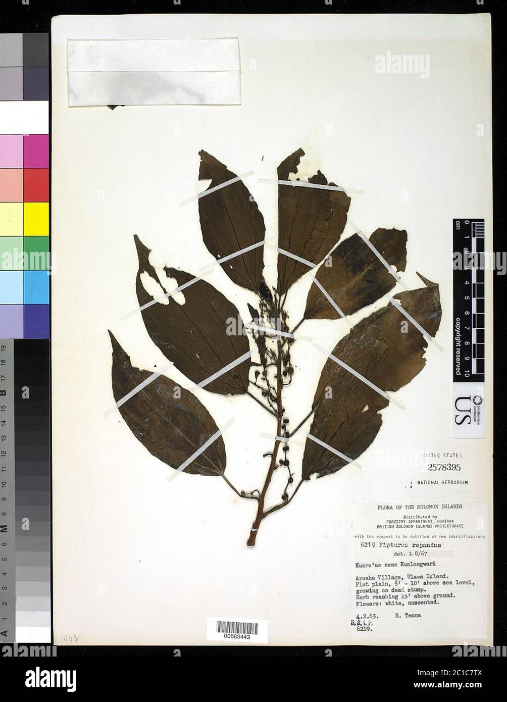 00883443.tif Pipturus repandus Wedd Stock Photo - Alamy