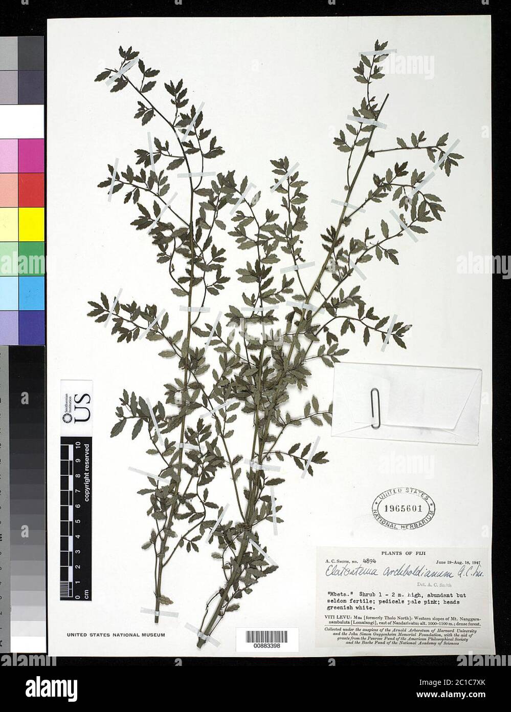 Elatostema hi-res stock photography and images - Alamy