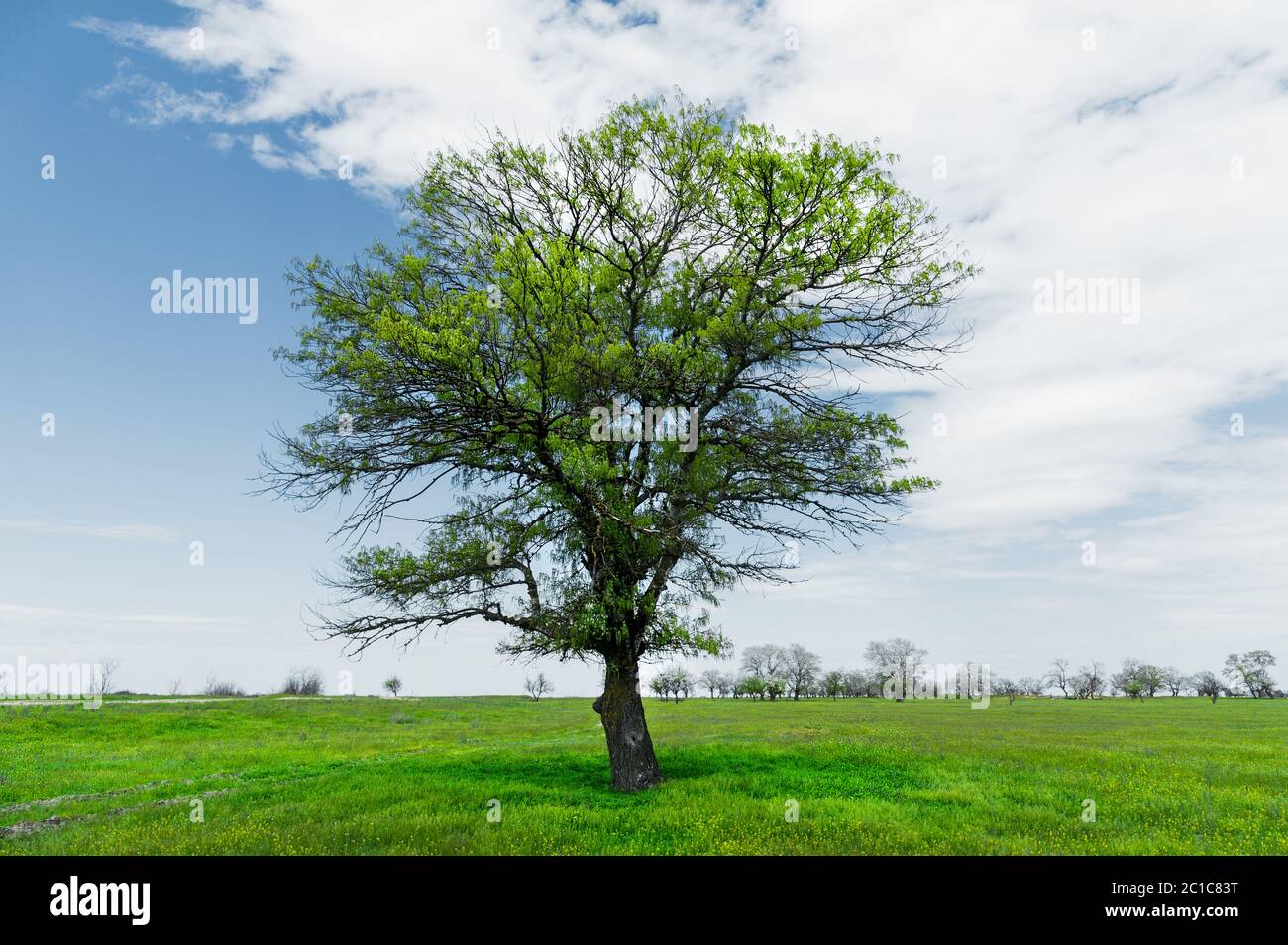 Spring landscape lonely green oak tree on a green field of lush grass ...