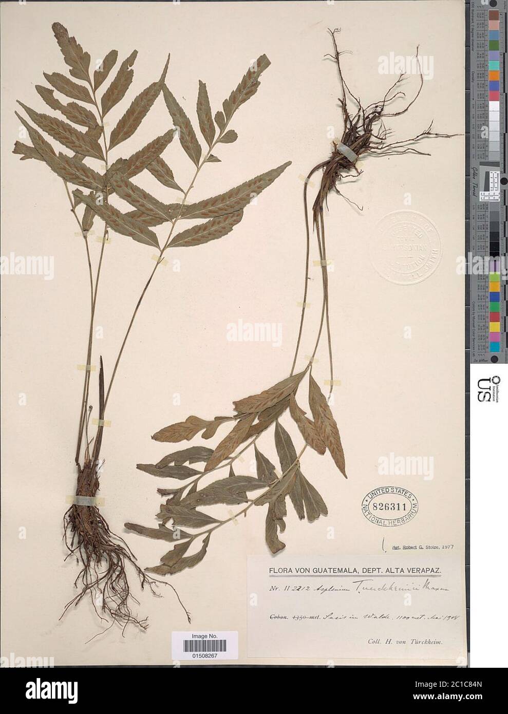 Asplenium tuerckheimii Maxon Asplenium tuerckheimii Maxon Stock Photo ...