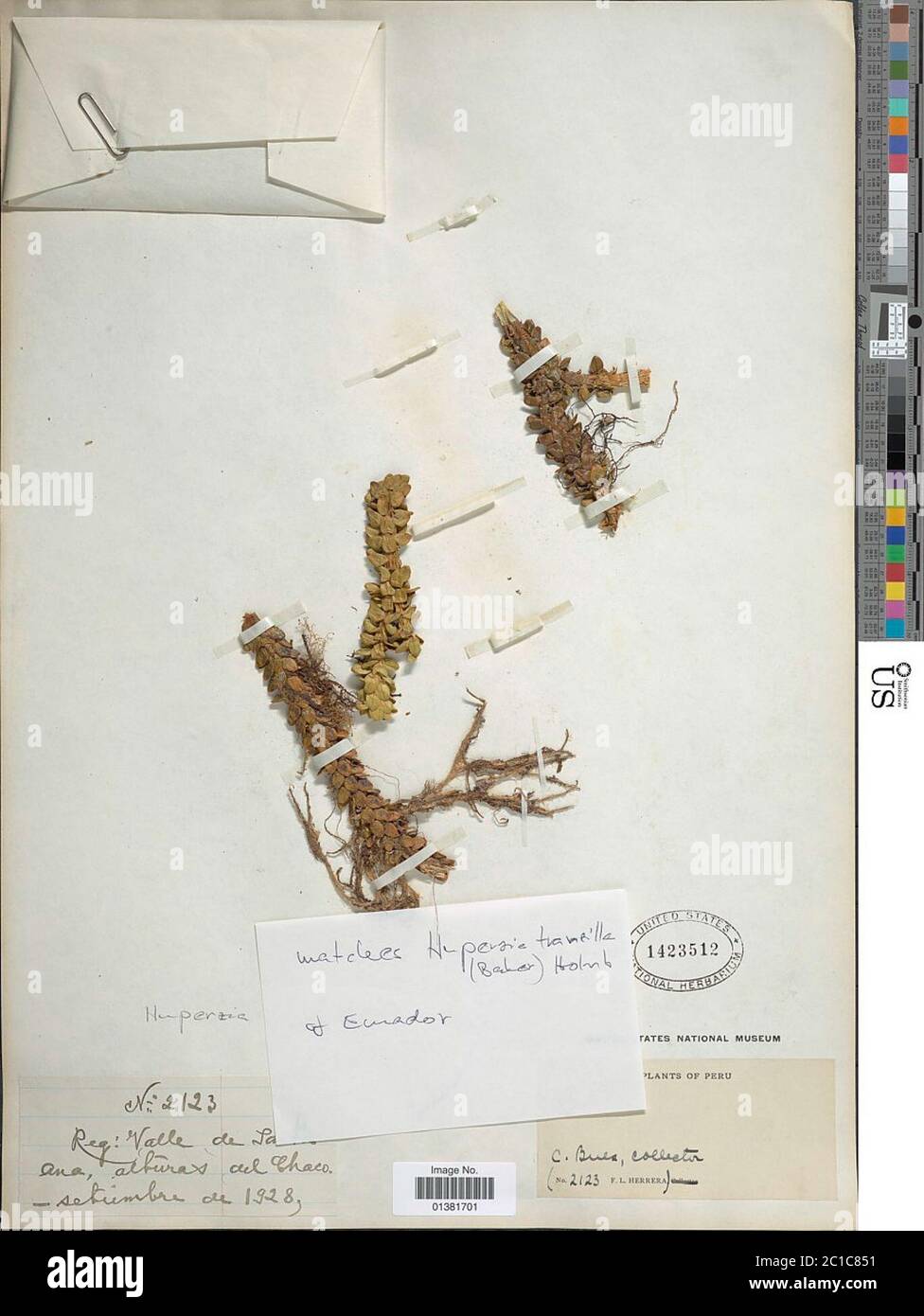 Phlegmariurus sp Phlegmariurus sp Stock Photo - Alamy