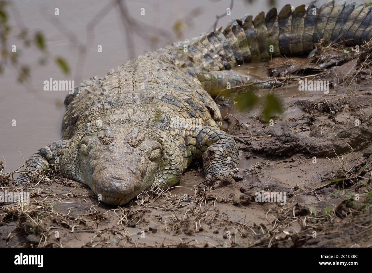 Nile crocodile Crocodylus niloticus large crocodilian at river ...