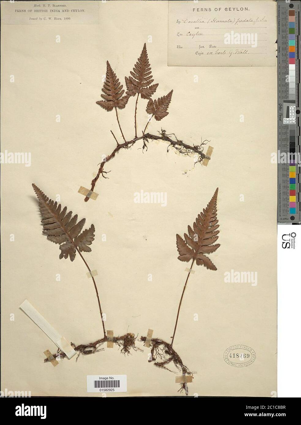 Davallia repens L f Kuhn Davallia repens L f Kuhn Stock Photo - Alamy