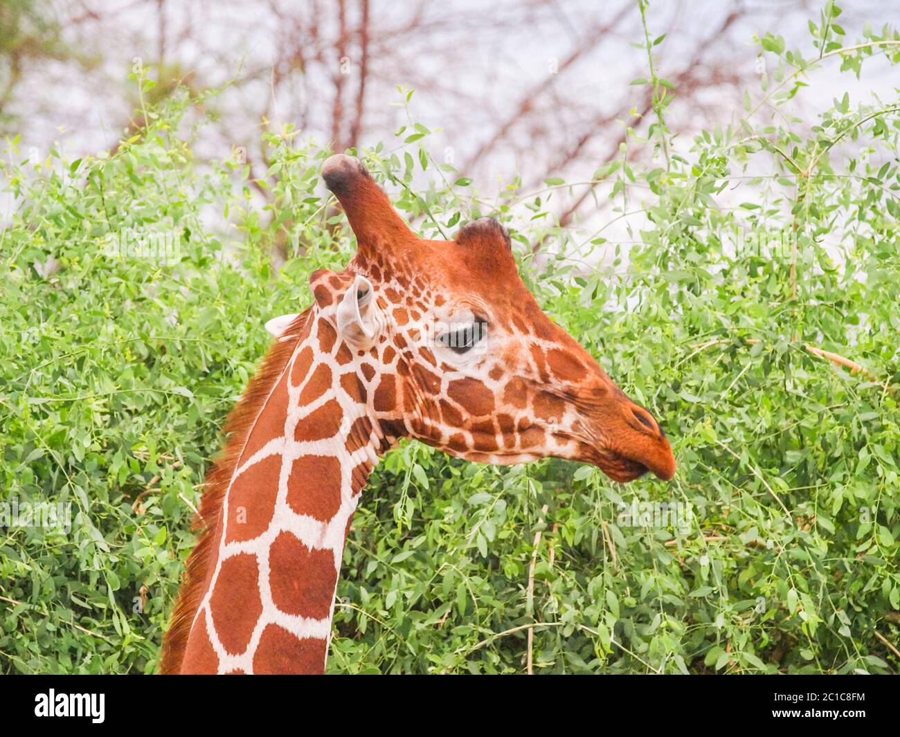 Giraffe reaching leaves hi-res stock photography and images - Alamy