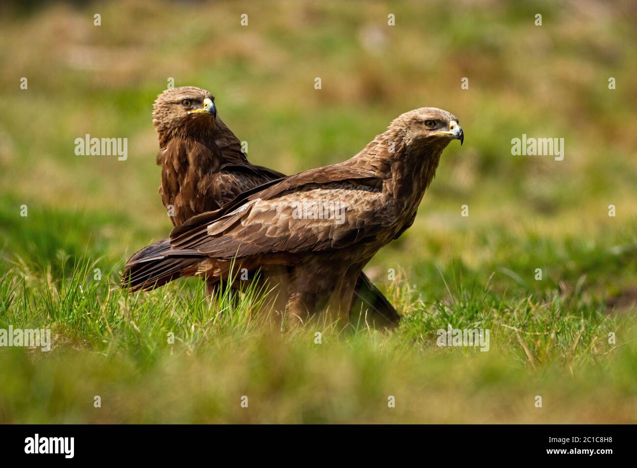 Spotted eagles hi-res stock photography and images - Alamy Spotted eagles hi-res stock photography and images - Alamy
