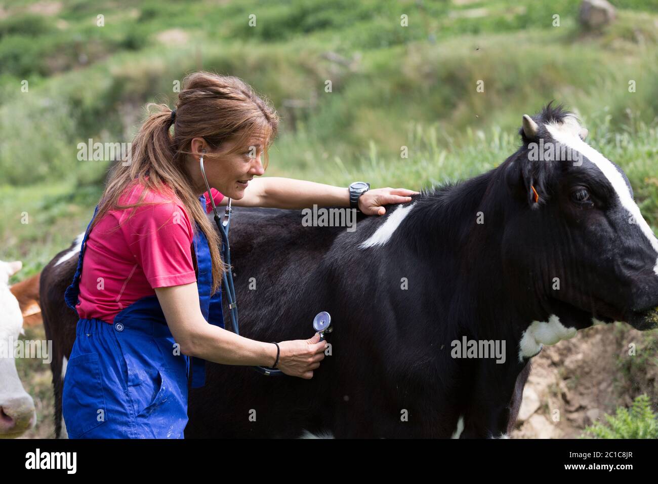 Female vet in field cattle hi-res stock photography and images - Alamy