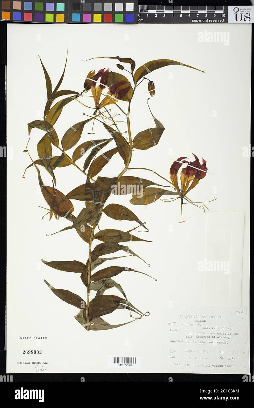 Gloriosa superba L Gloriosa superba L Stock Photo - Alamy