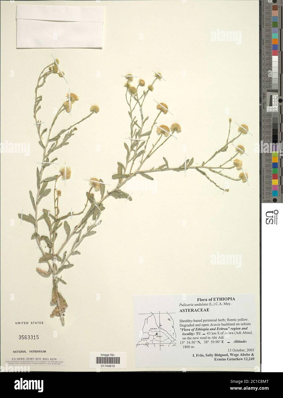 Pulicaria undulata Pulicaria undulata Stock Photo - Alamy