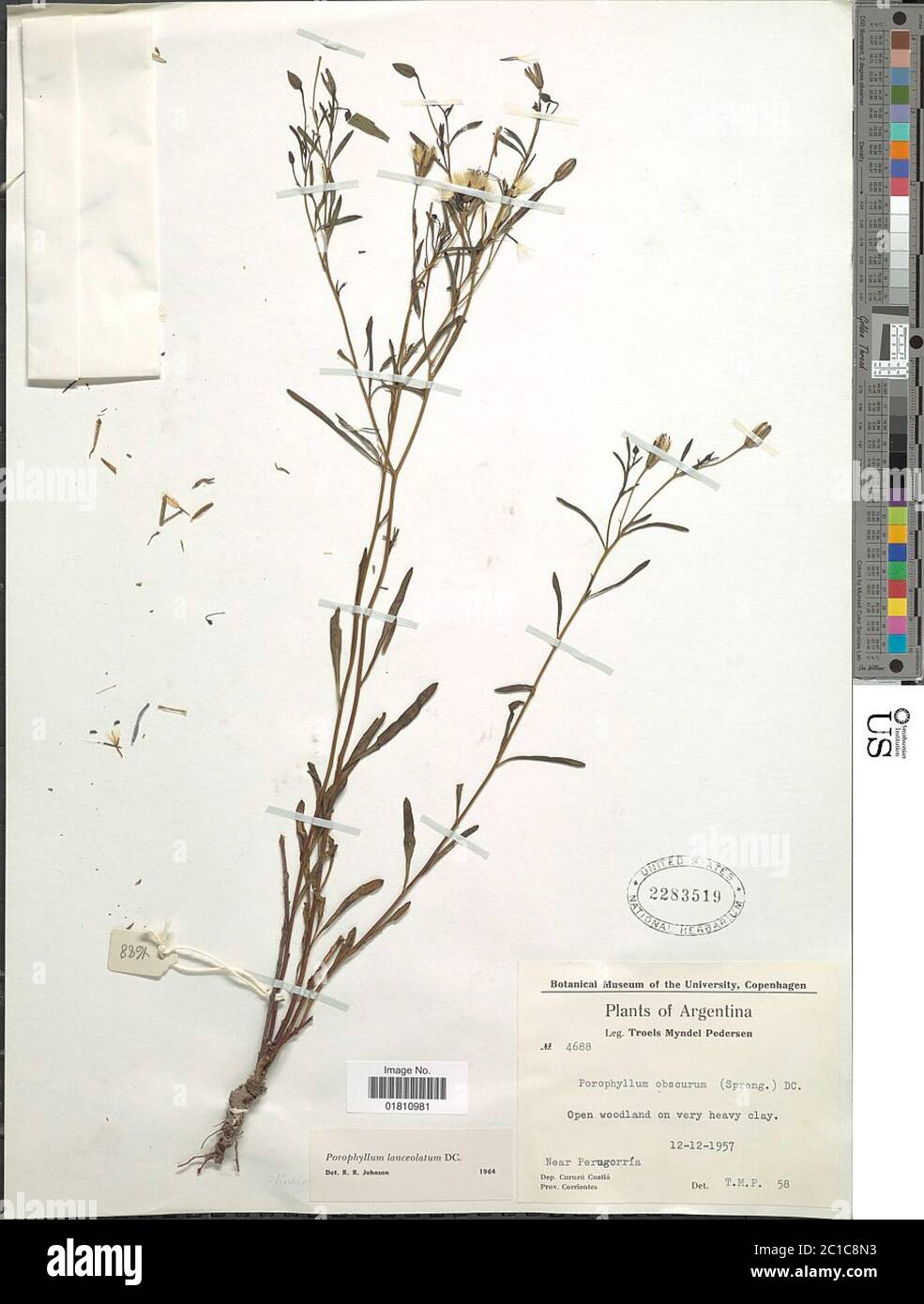 Porophyllum lanceolatum DC Porophyllum lanceolatum DC Stock Photo - Alamy