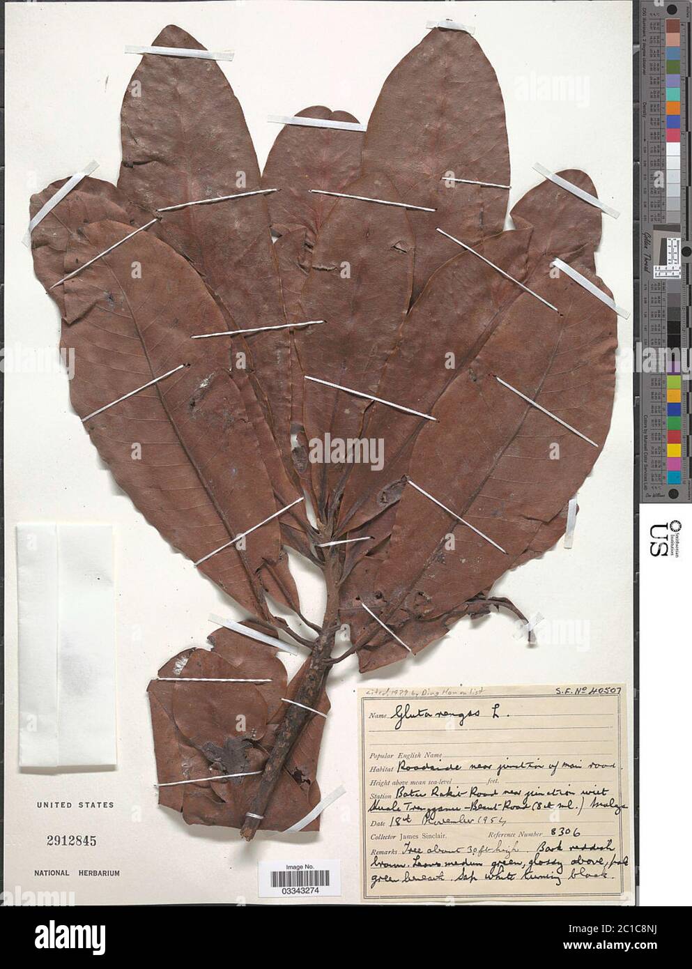 Gluta hi-res stock photography and images - Alamy