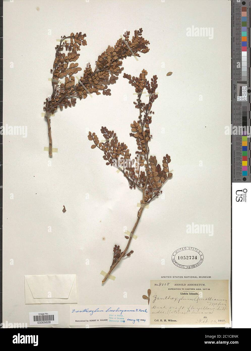 Zanthoxylum beecheyanum K Koch Zanthoxylum beecheyanum K Koch Stock ...