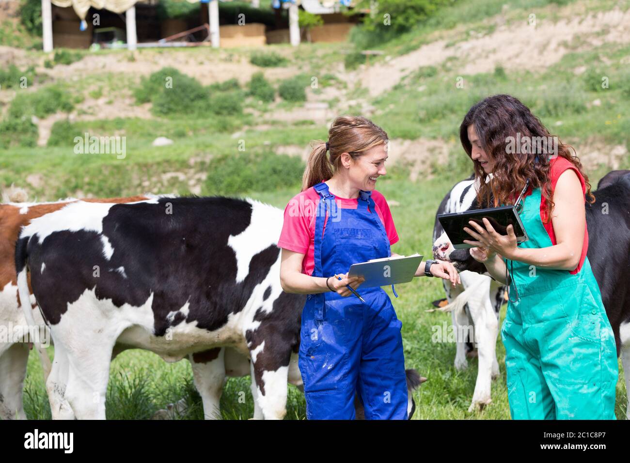 Veterinary on a farm performing a physical examination in a cow Stock ...