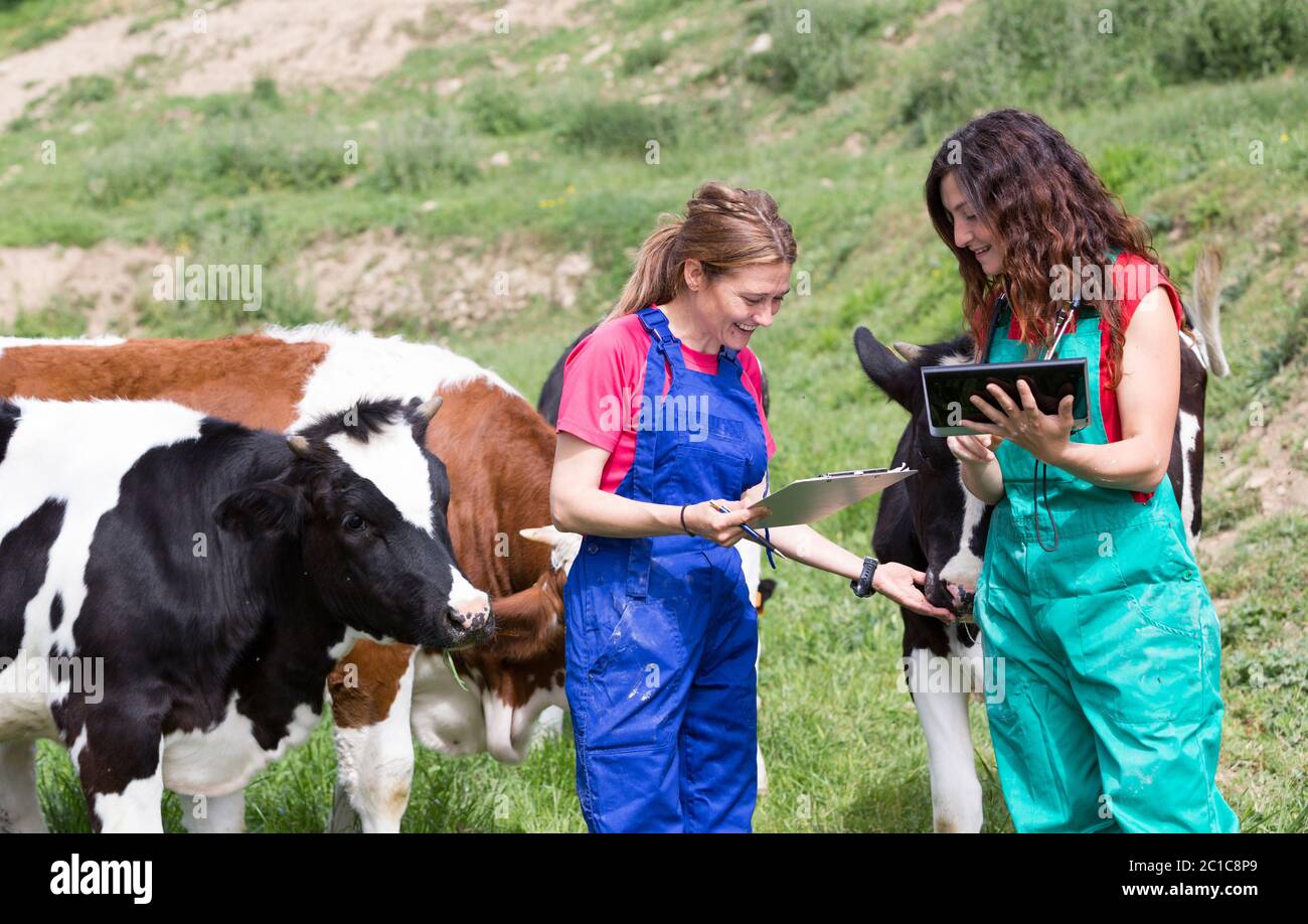Veterinary on a farm performing a physical examination in a cow Stock ...