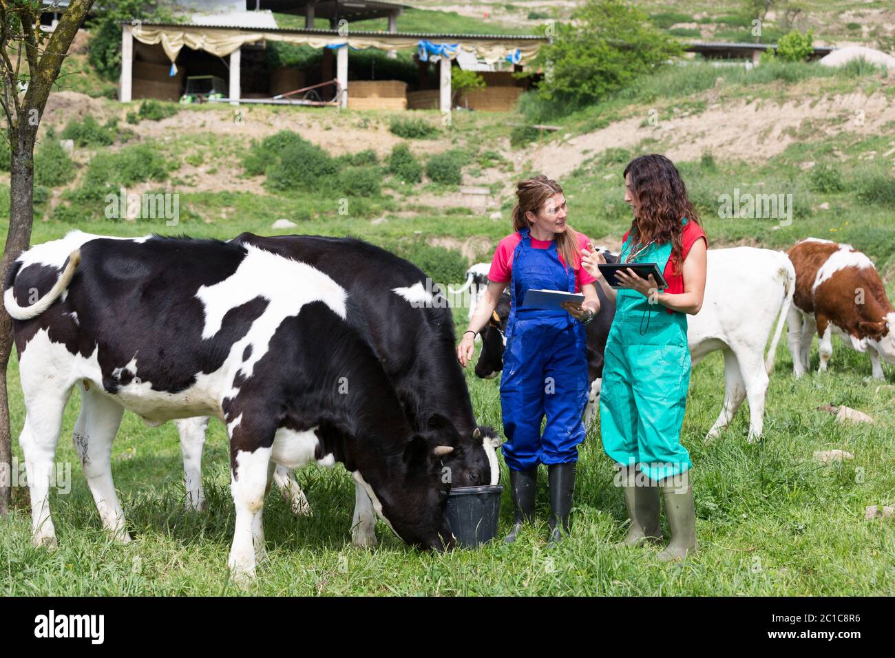 Veterinary on a farm performing a physical examination in a cow Stock ...