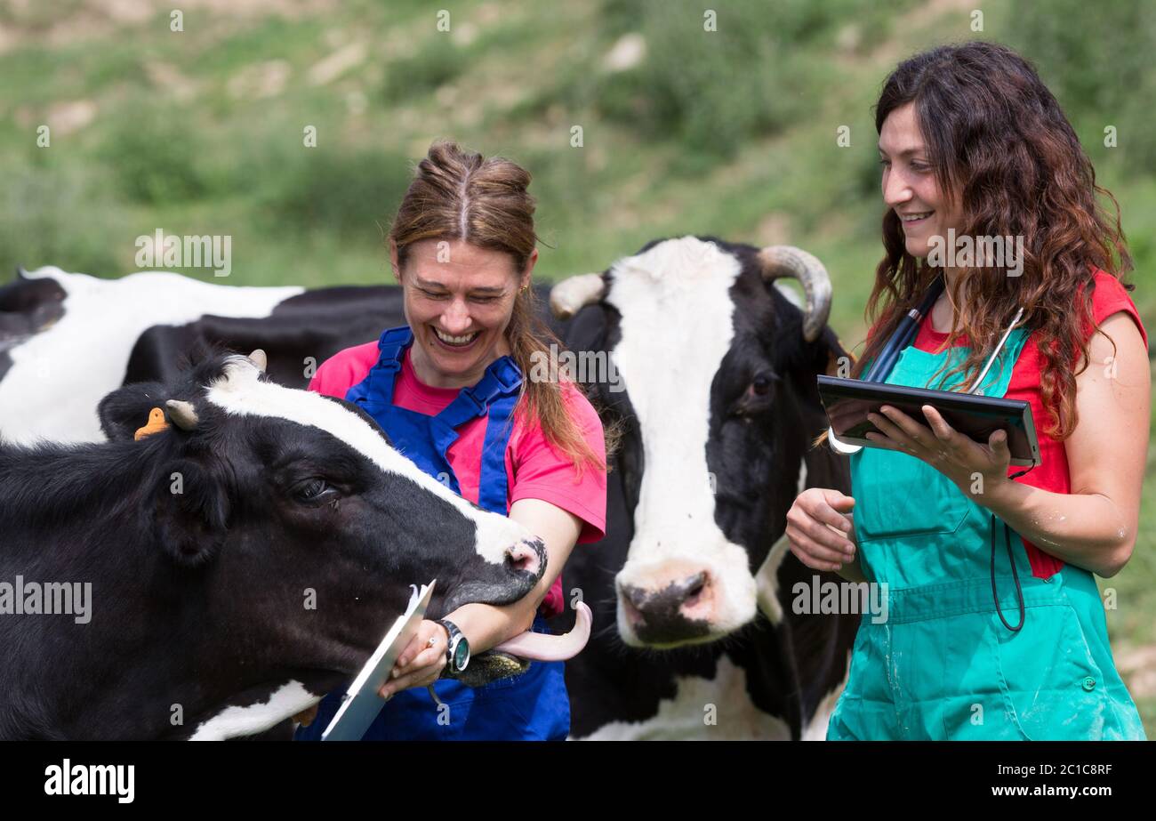 Veterinary on a farm performing a physical examination in a cow Stock ...