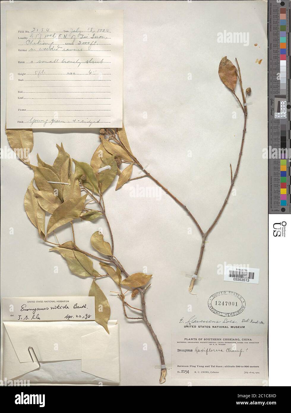 Euonymus nitidus Benth Euonymus nitidus Benth Stock Photo - Alamy