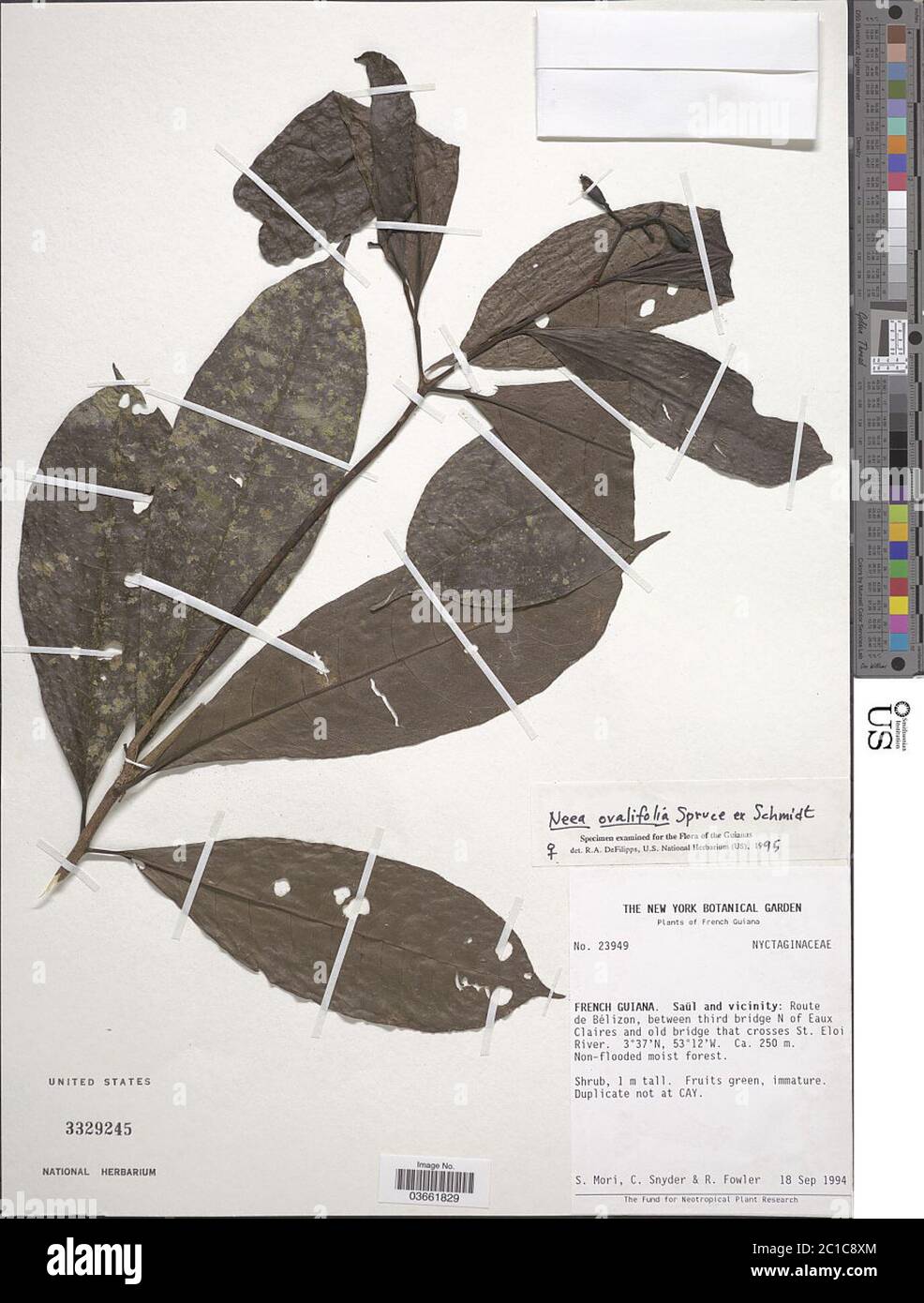 Neea ovalifolia Spruce ex JA Schmidt Neea ovalifolia Spruce ex JA ...