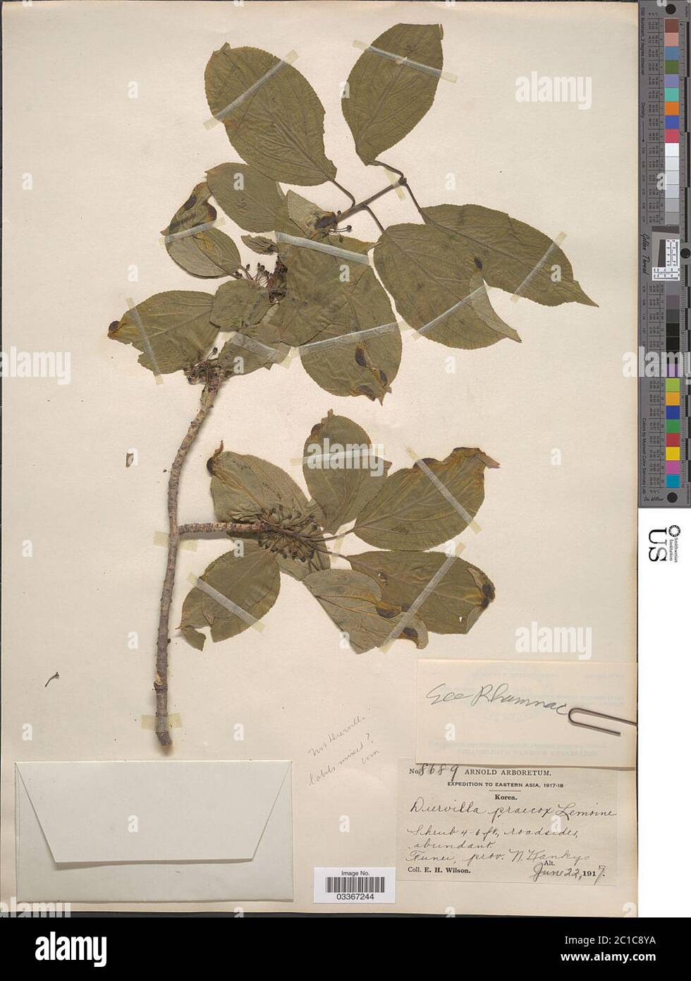 Rhamnus sp Rhamnus sp Stock Photo - Alamy