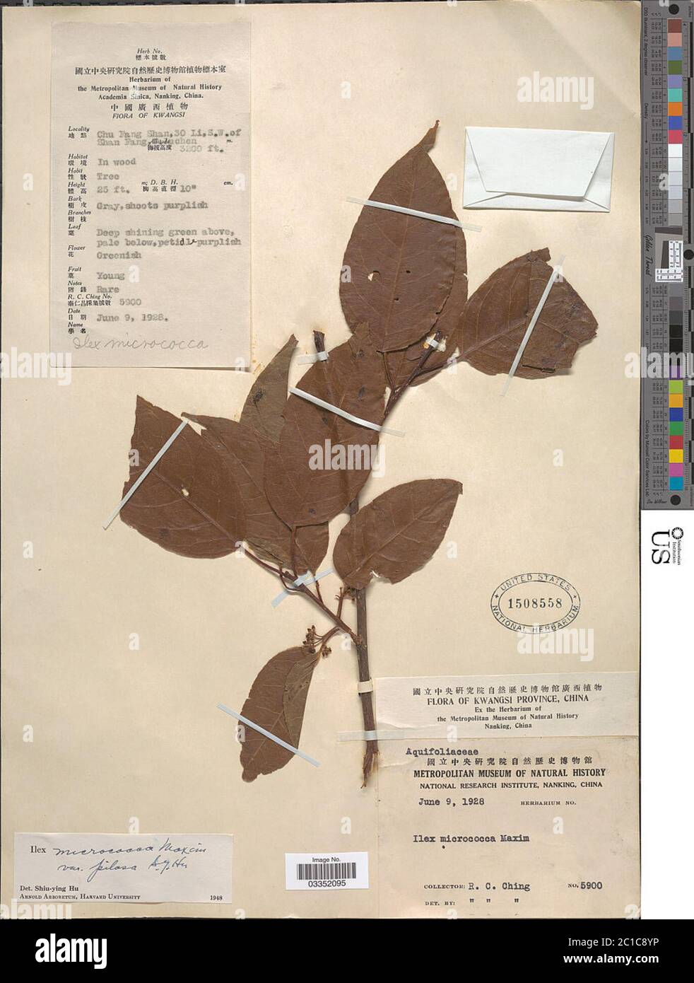 Ilex micrococca Maxim Ilex micrococca Maxim Stock Photo - Alamy
