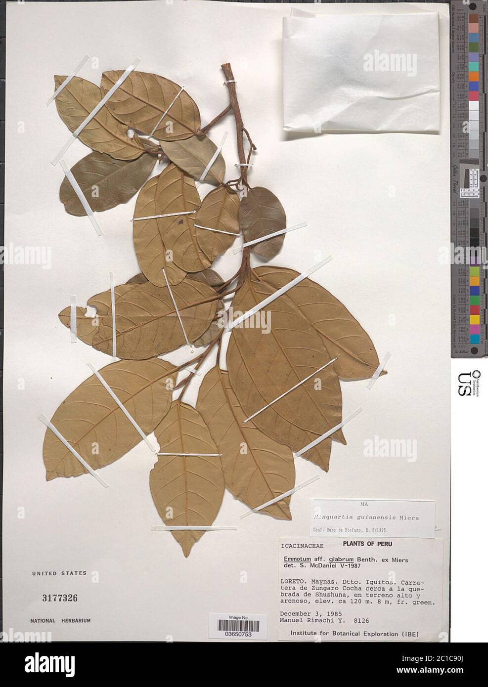 Minquartia guianensis Aubl Minquartia guianensis Aubl Stock Photo - Alamy