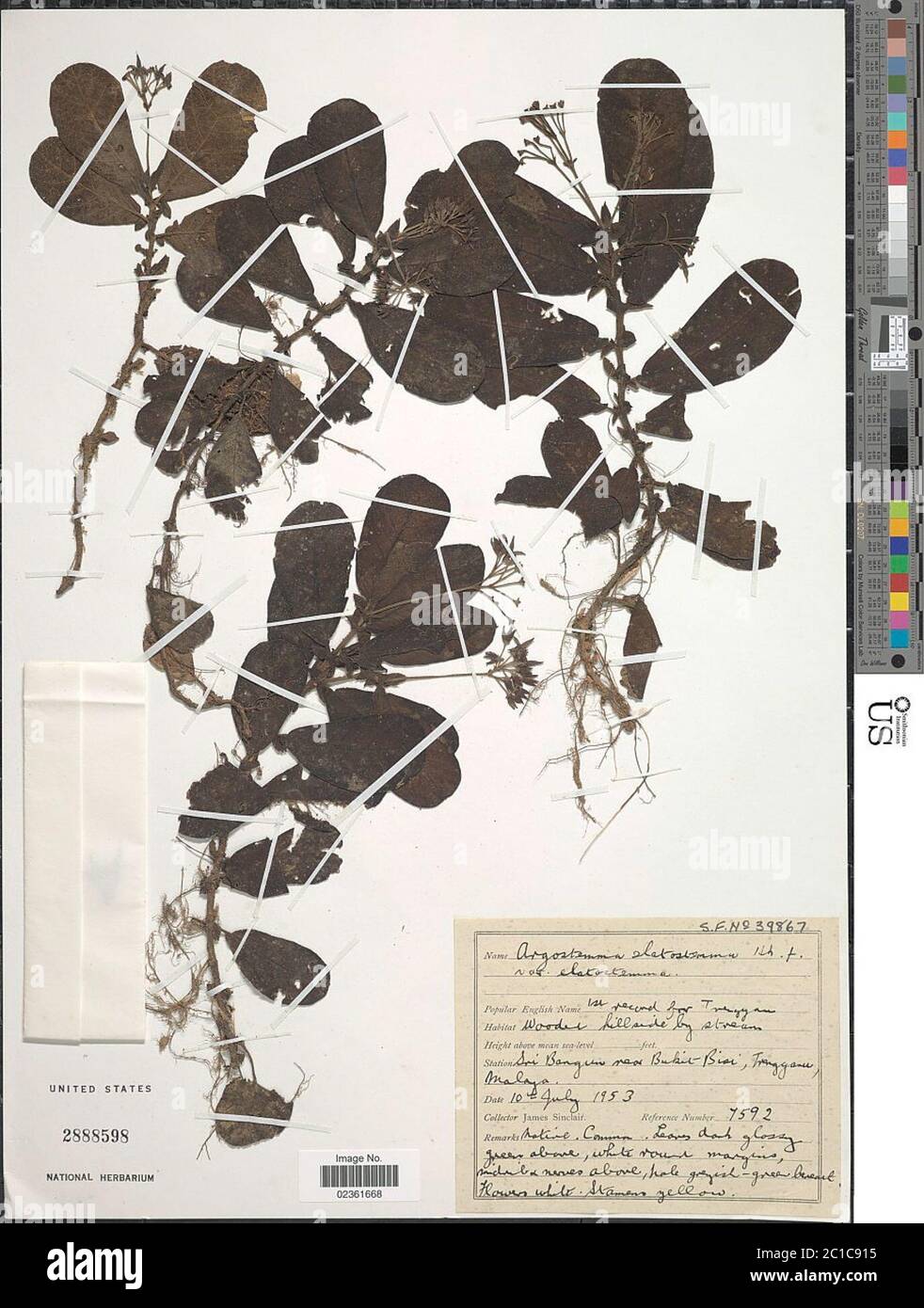 Elatostemma hi-res stock photography and images - Alamy