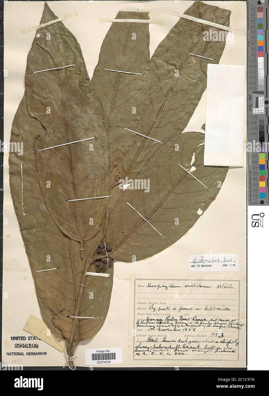 Leucolophus lowei Leucolophus lowei Stock Photo - Alamy