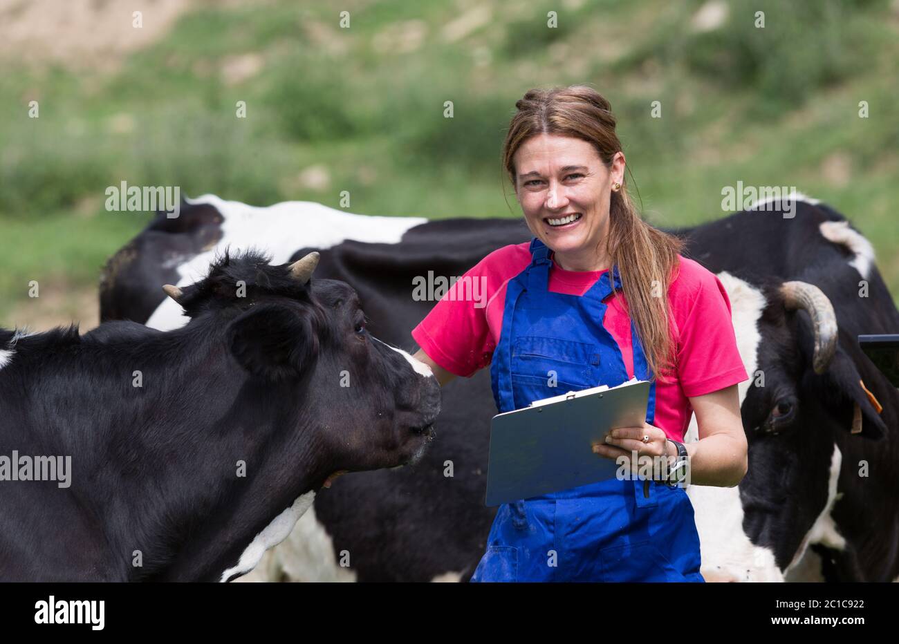 Veterinary on a farm performing a physical examination in a cow Stock ...