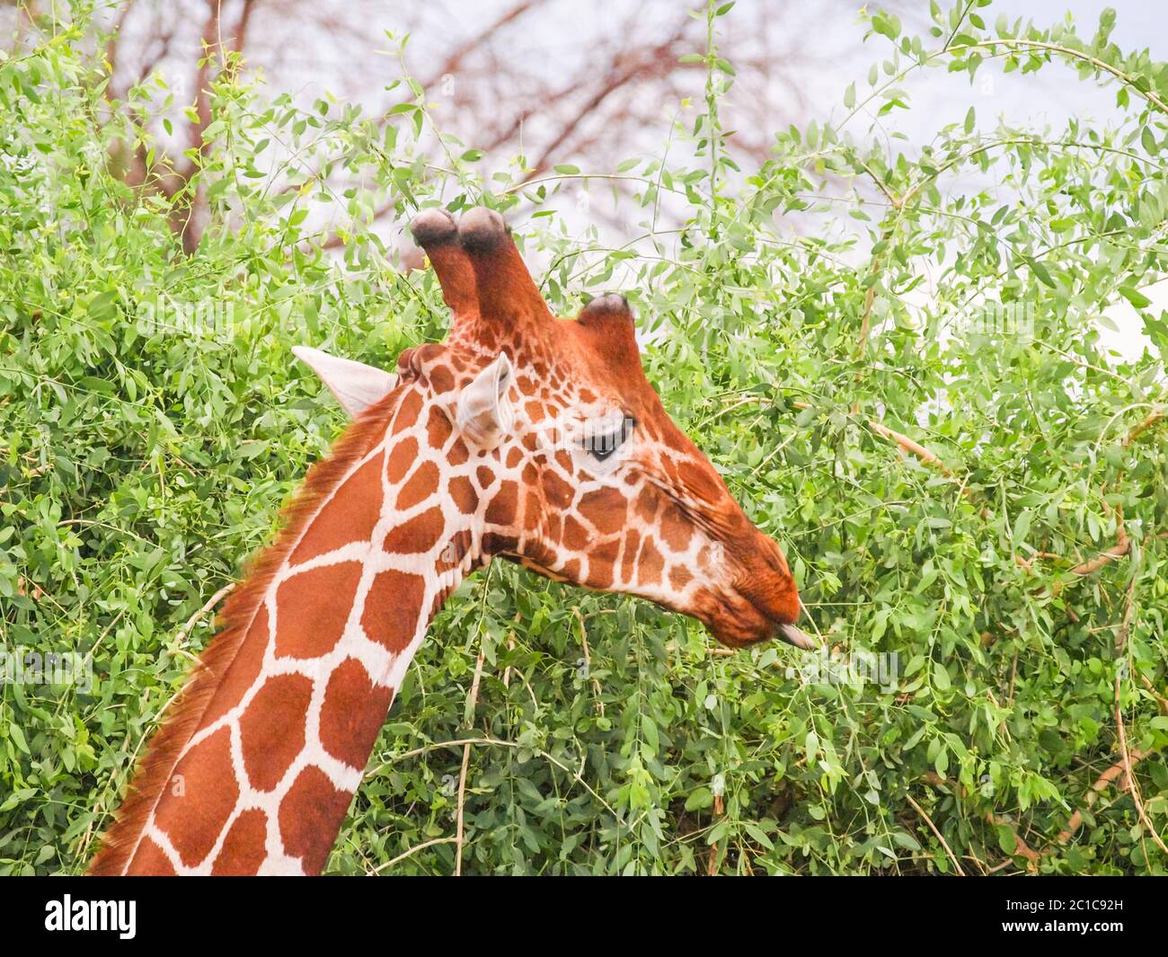 Giraffe reaching leaves hi-res stock photography and images - Alamy