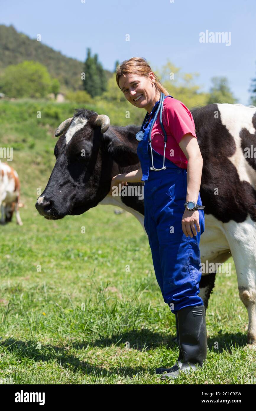 Veterinary on a farm performing a physical examination in a cow Stock ...