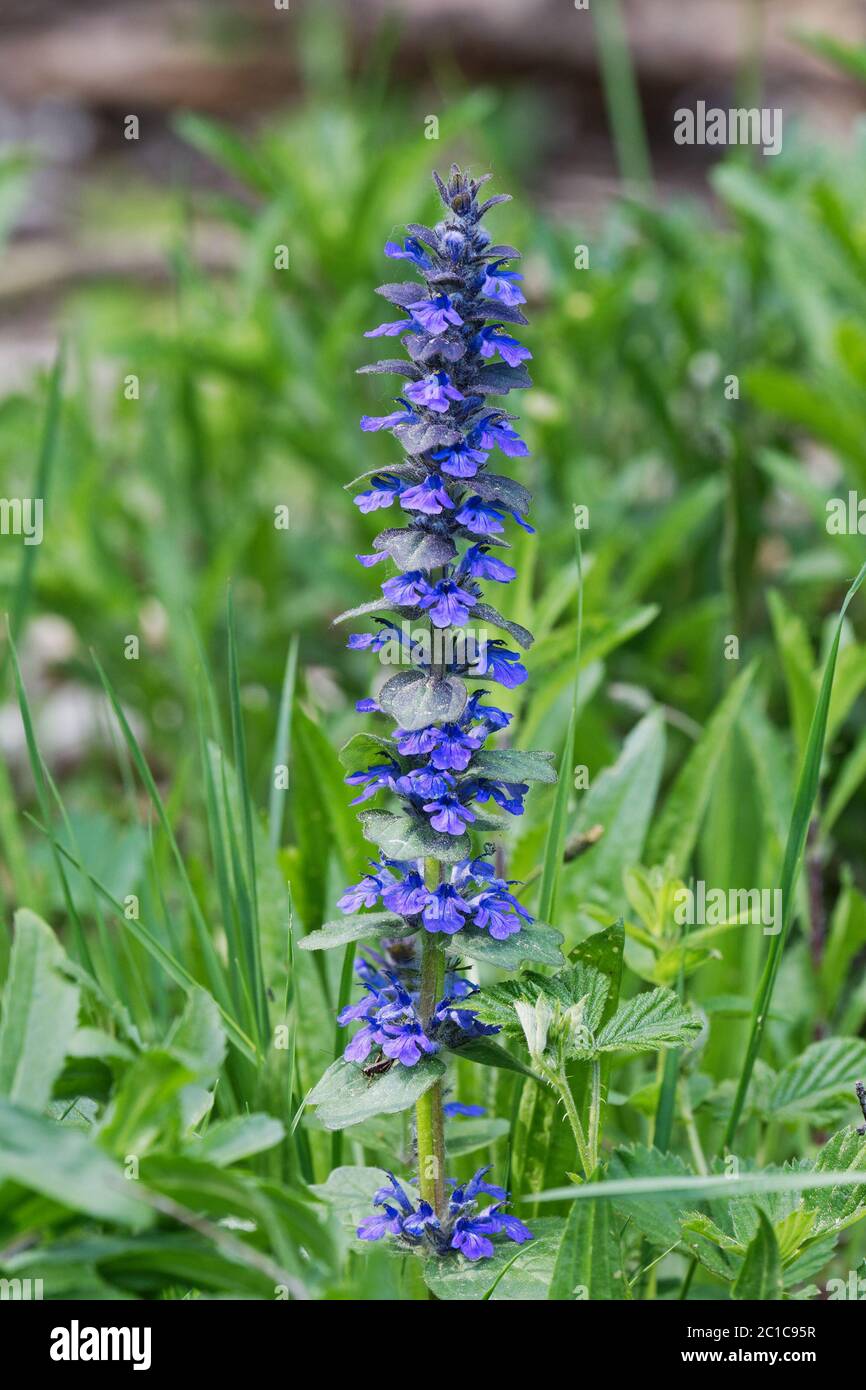 Ajuga reptans bugle medicinal plant hi-res stock photography and images ...