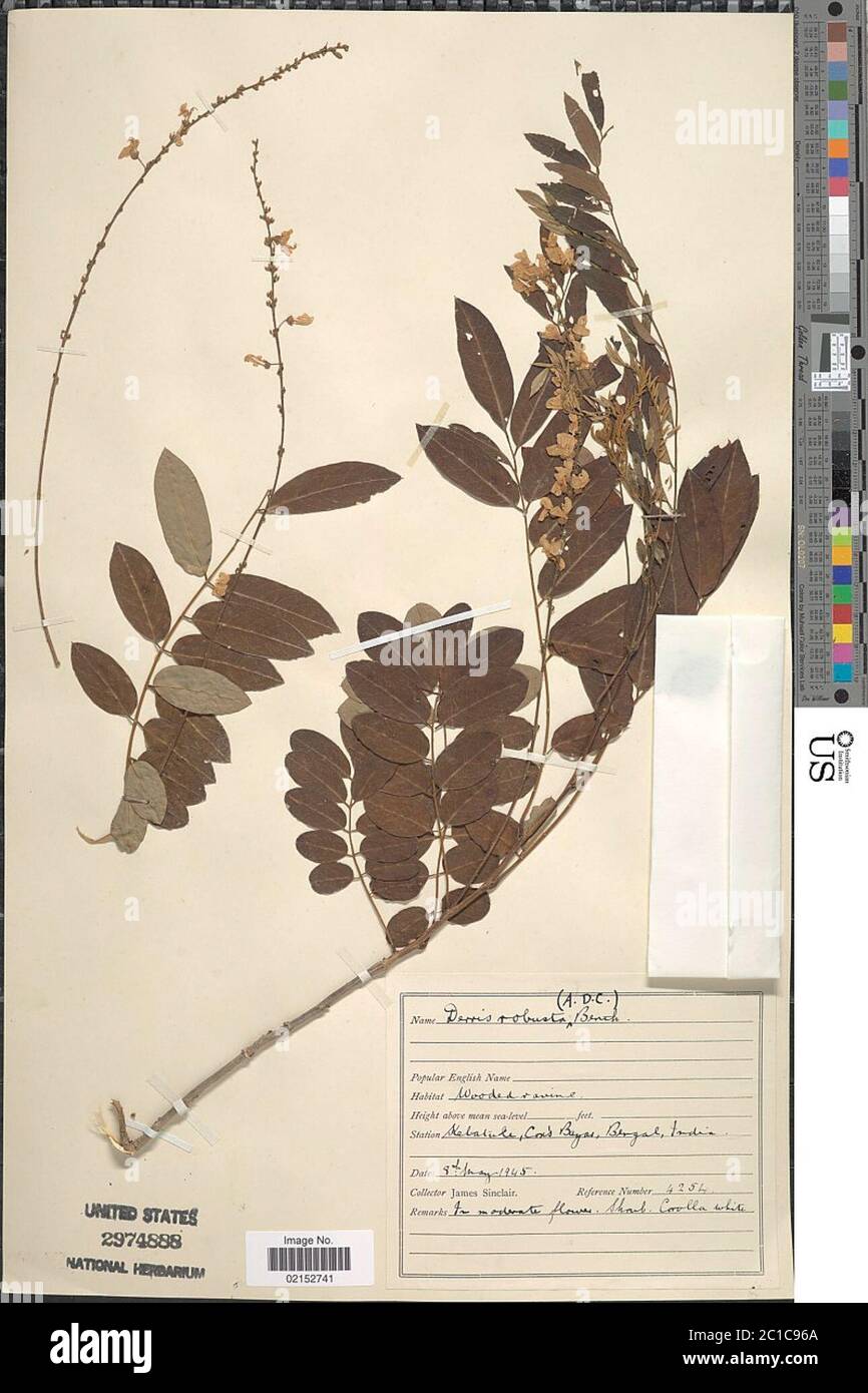 Derris robusta DC Benth Derris robusta DC Benth Stock Photo - Alamy