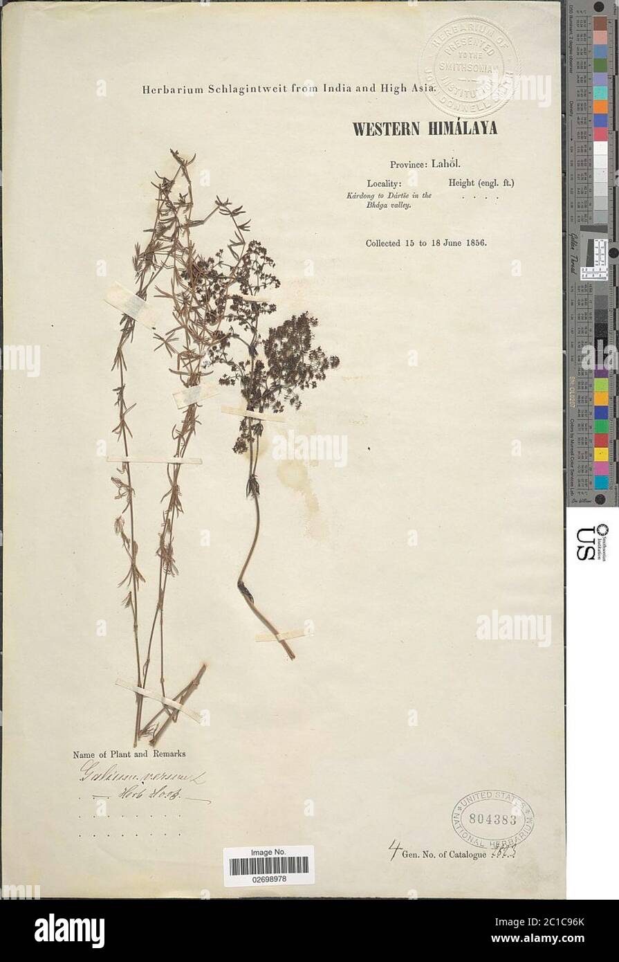 Galium verum L Galium verum L Stock Photo - Alamy