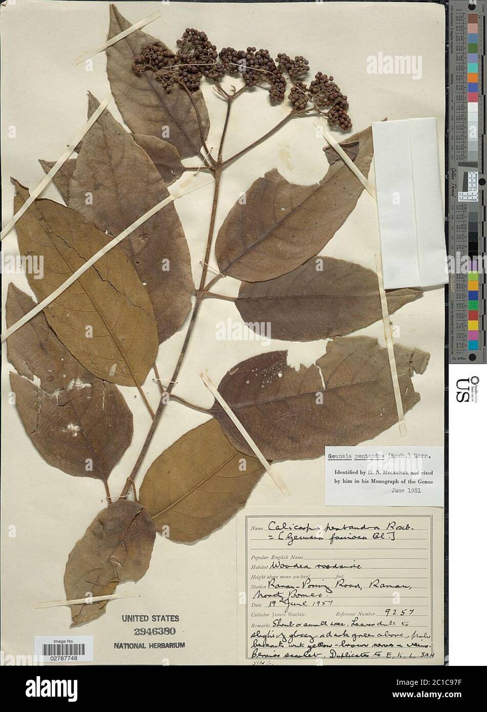 Callicarpa pentandra Roxb Callicarpa pentandra Roxb Stock Photo - Alamy