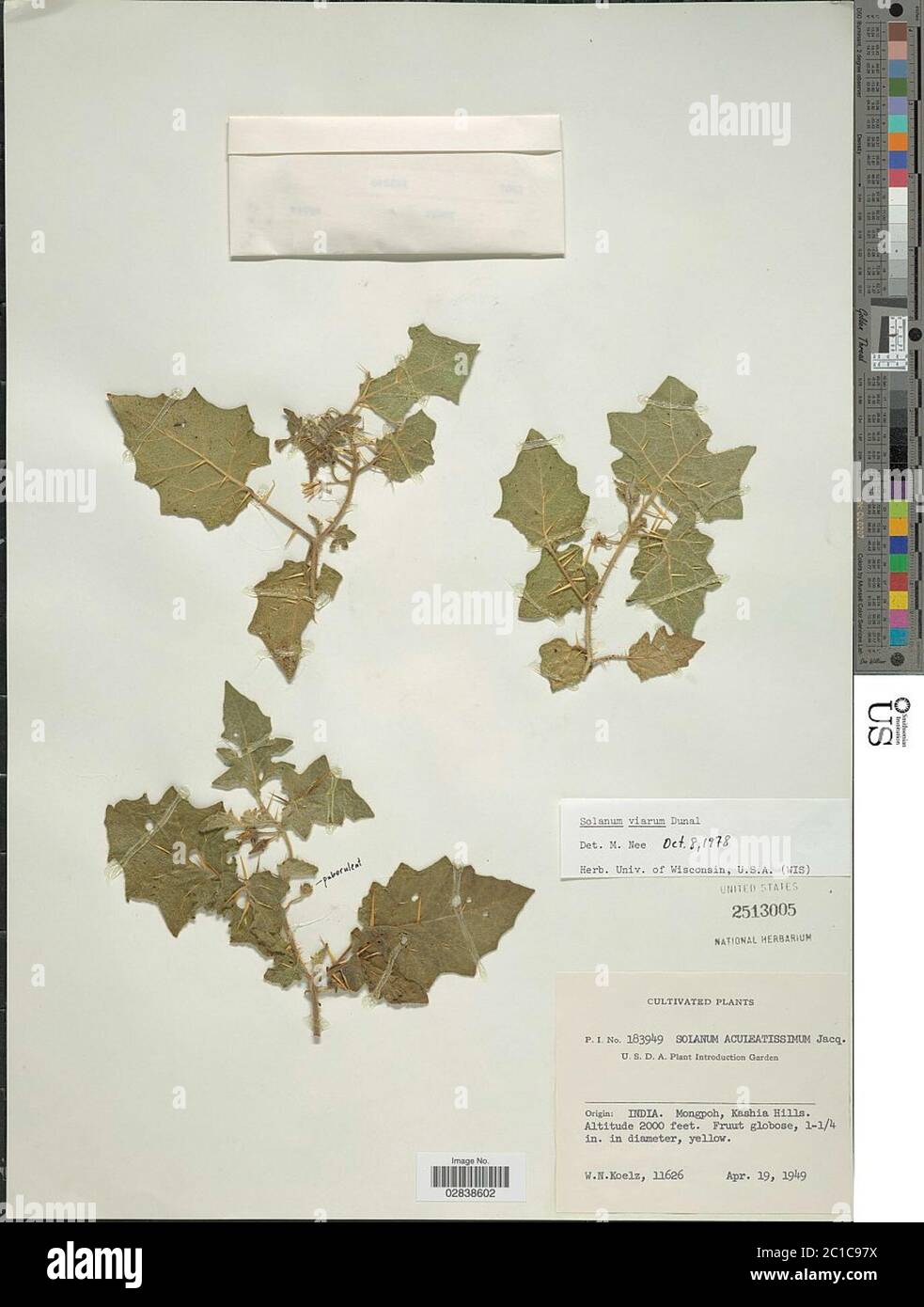 Solanum viarum Dunal Solanum viarum Dunal Stock Photo - Alamy