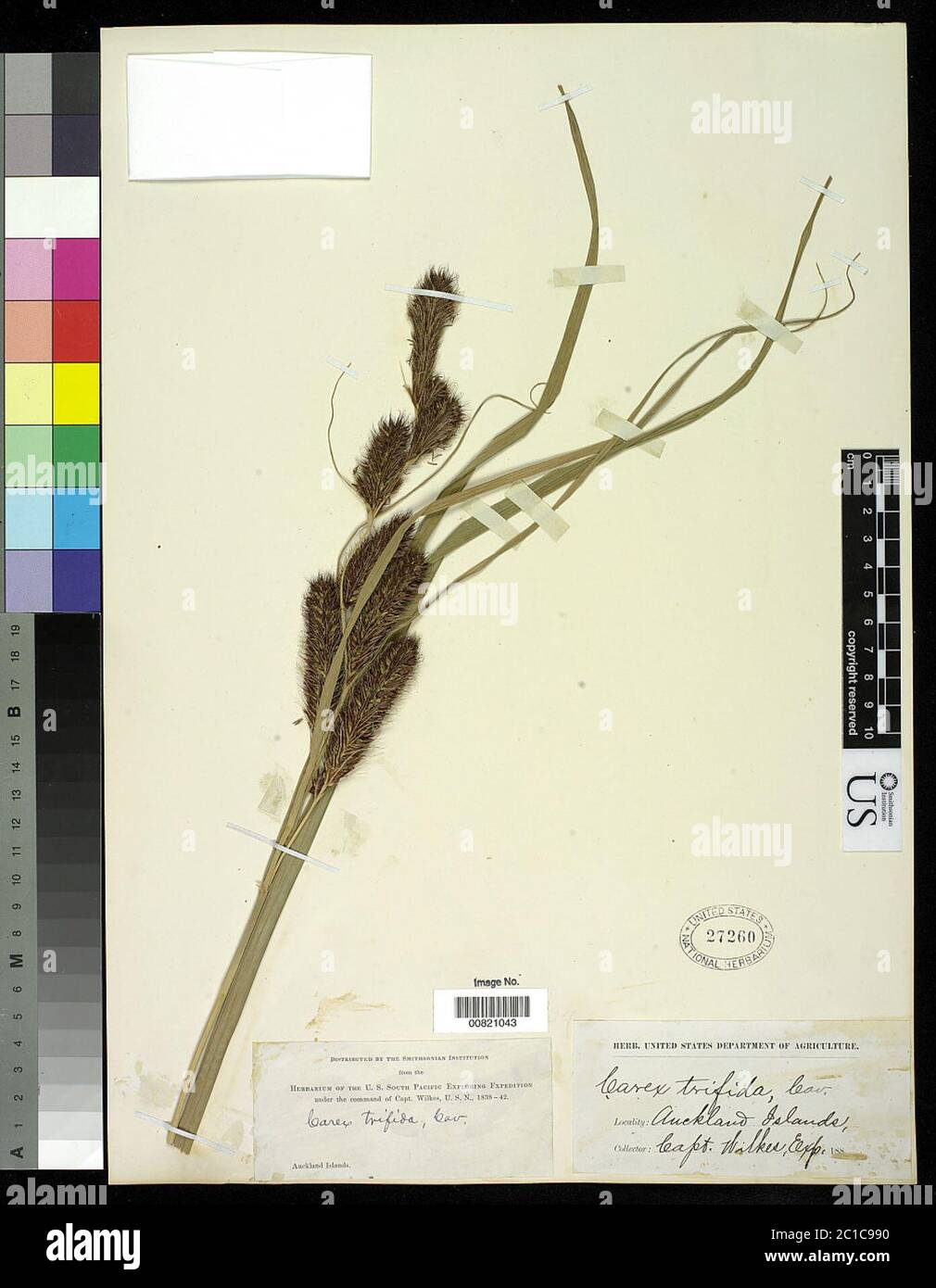 Trifida hi-res stock photography and images - Alamy