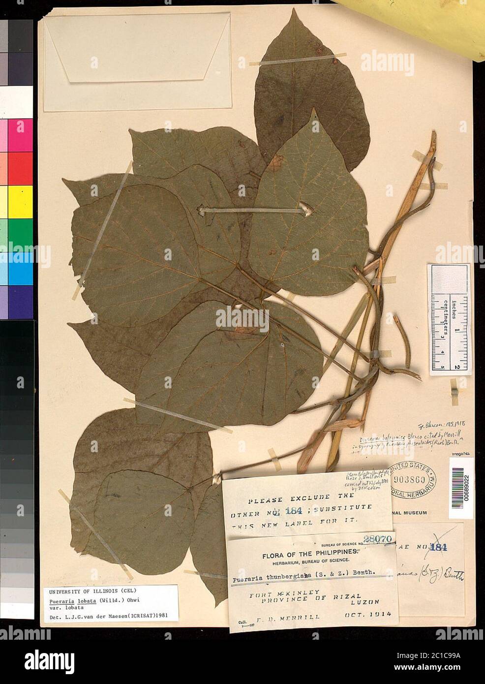 Pueraria lobata var lobata Pueraria lobata var lobata Stock Photo - Alamy