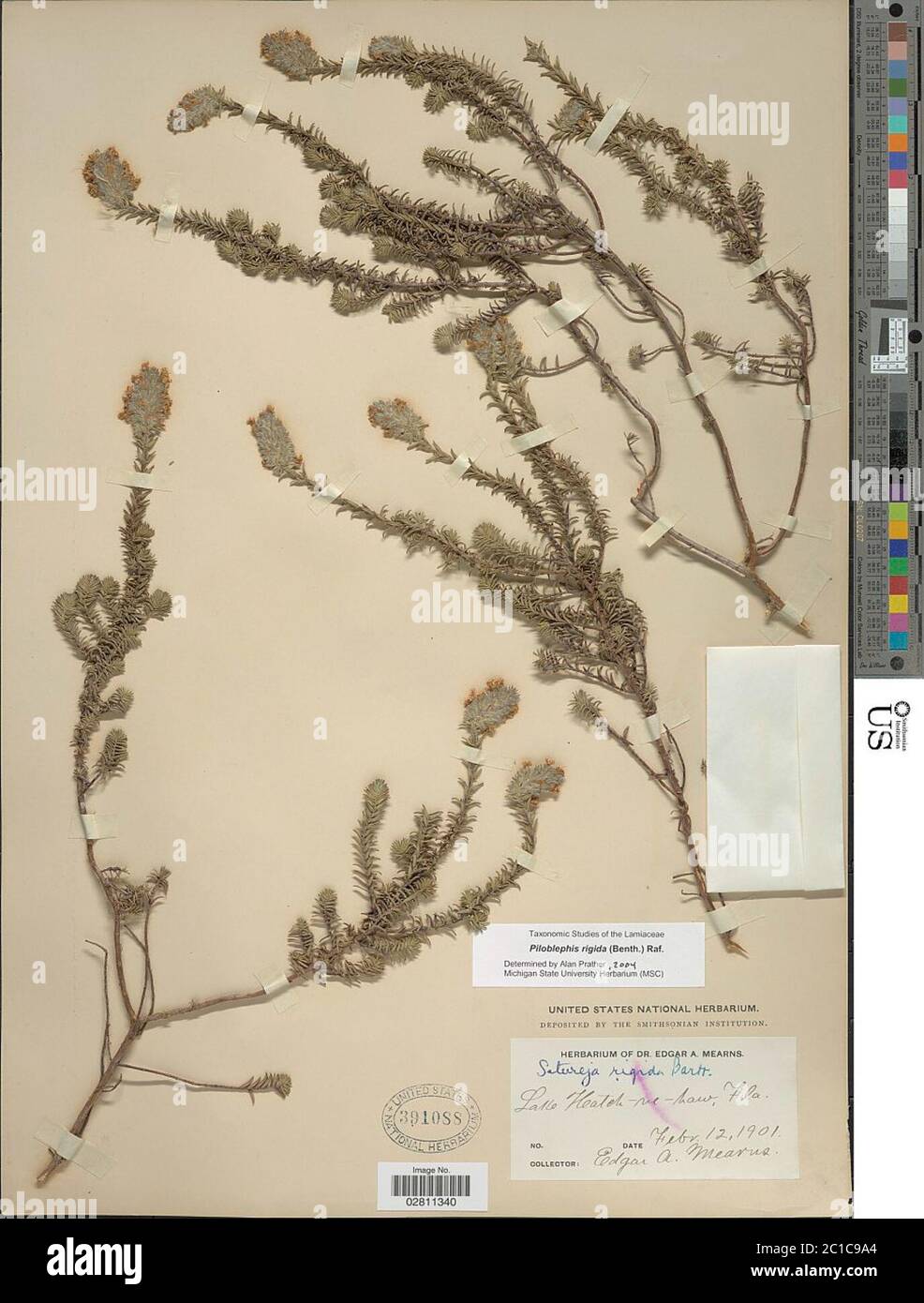 Piloblephis rigida Bartram ex Benth Raf Piloblephis rigida Bartram ex ...