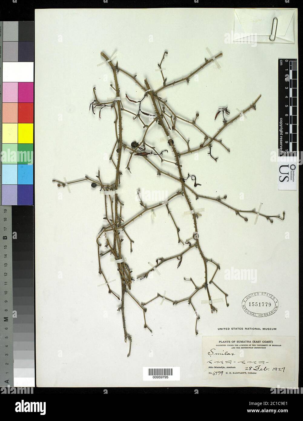 Smilax sp Smilax sp Stock Photo - Alamy