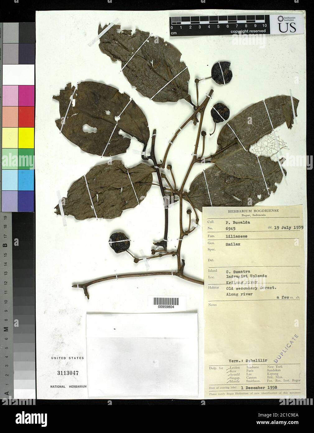 Smilax sp hi-res stock photography and images - Alamy