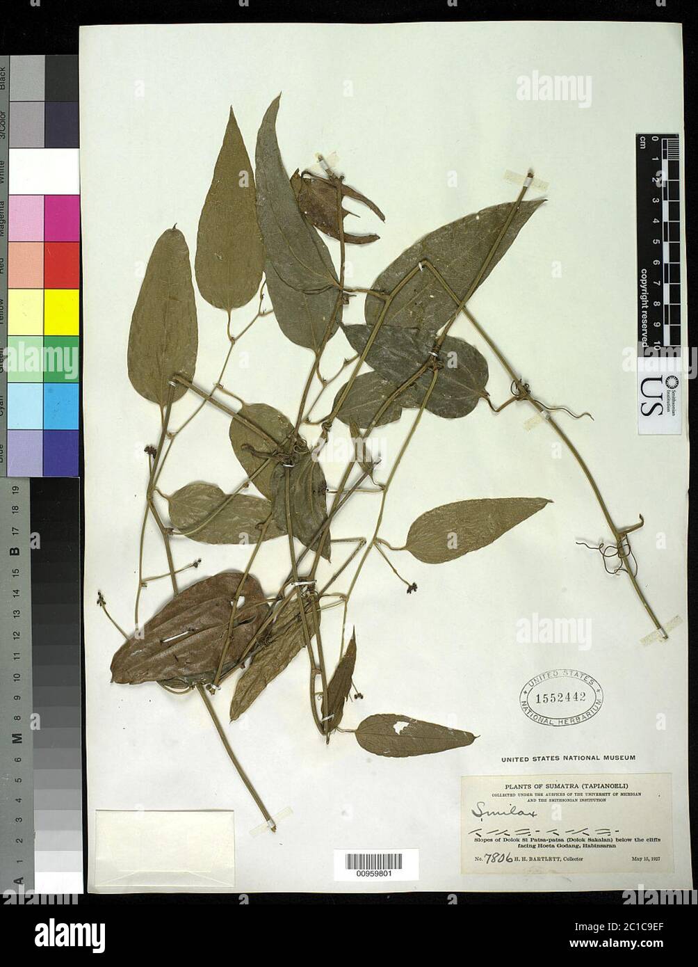 Smilax sp hi-res stock photography and images - Alamy