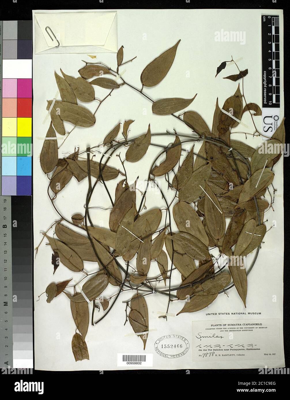 Smilax sp hi-res stock photography and images - Alamy