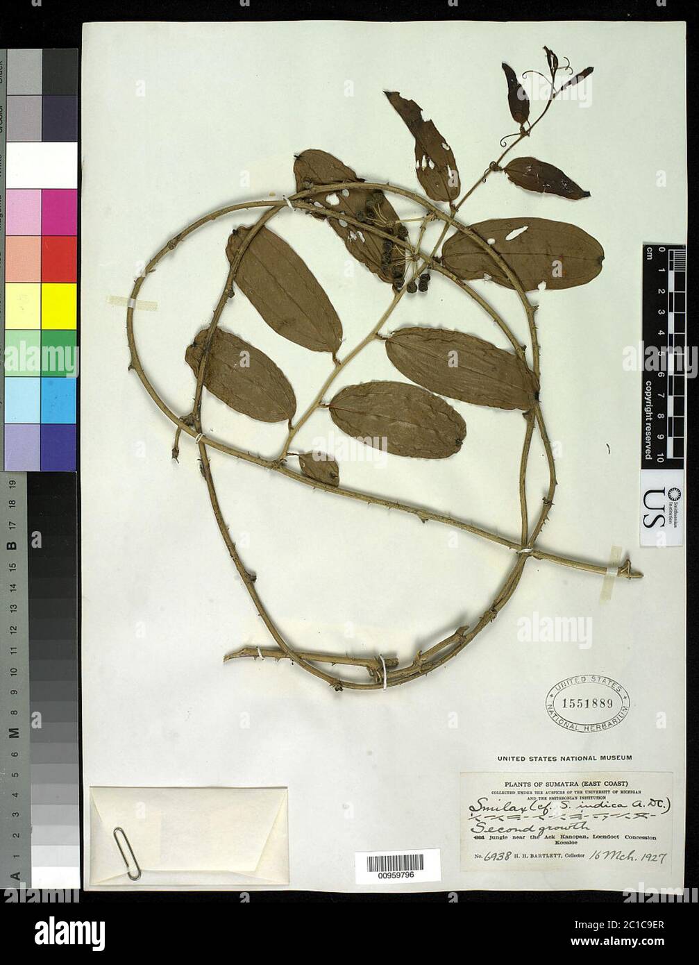 Smilax sp hi-res stock photography and images - Alamy