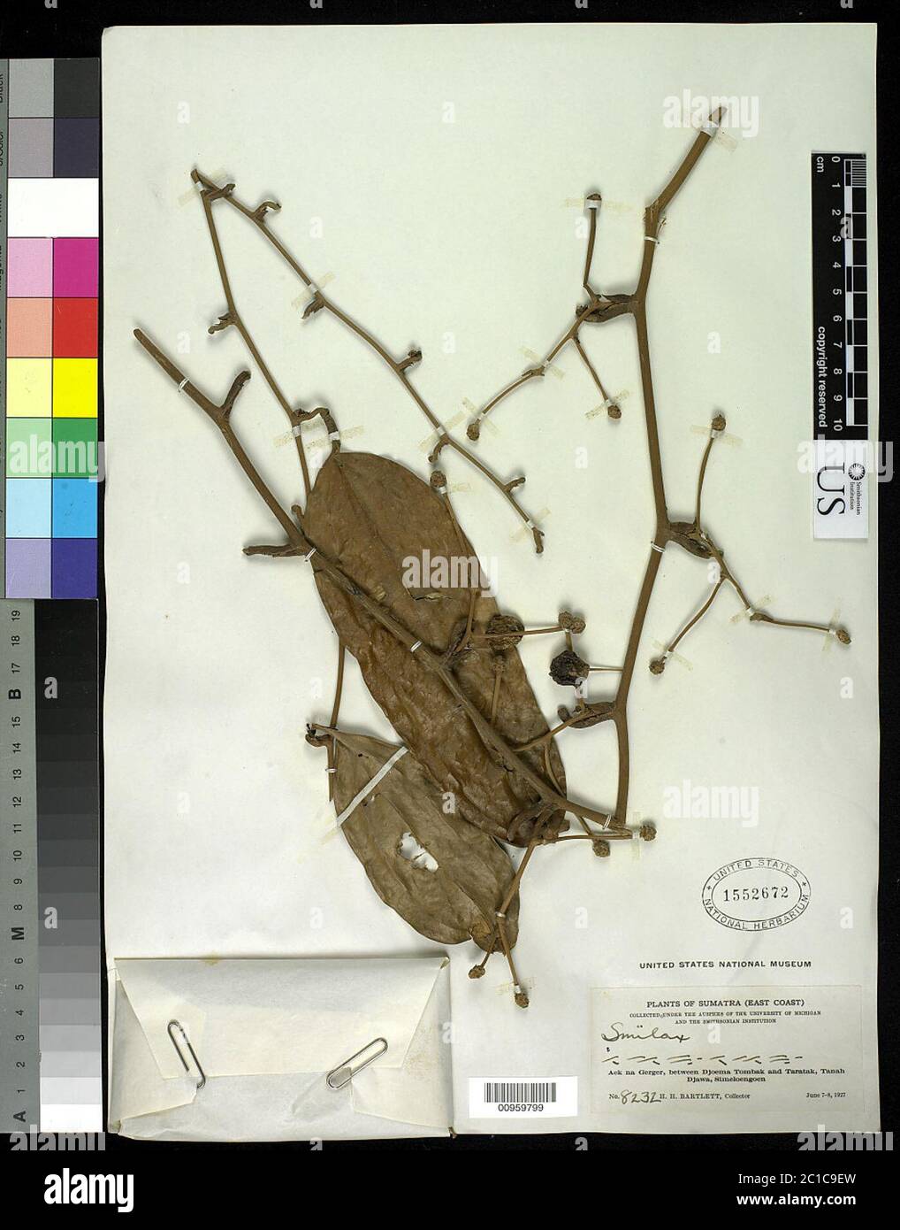 Smilax sp Smilax sp Stock Photo - Alamy