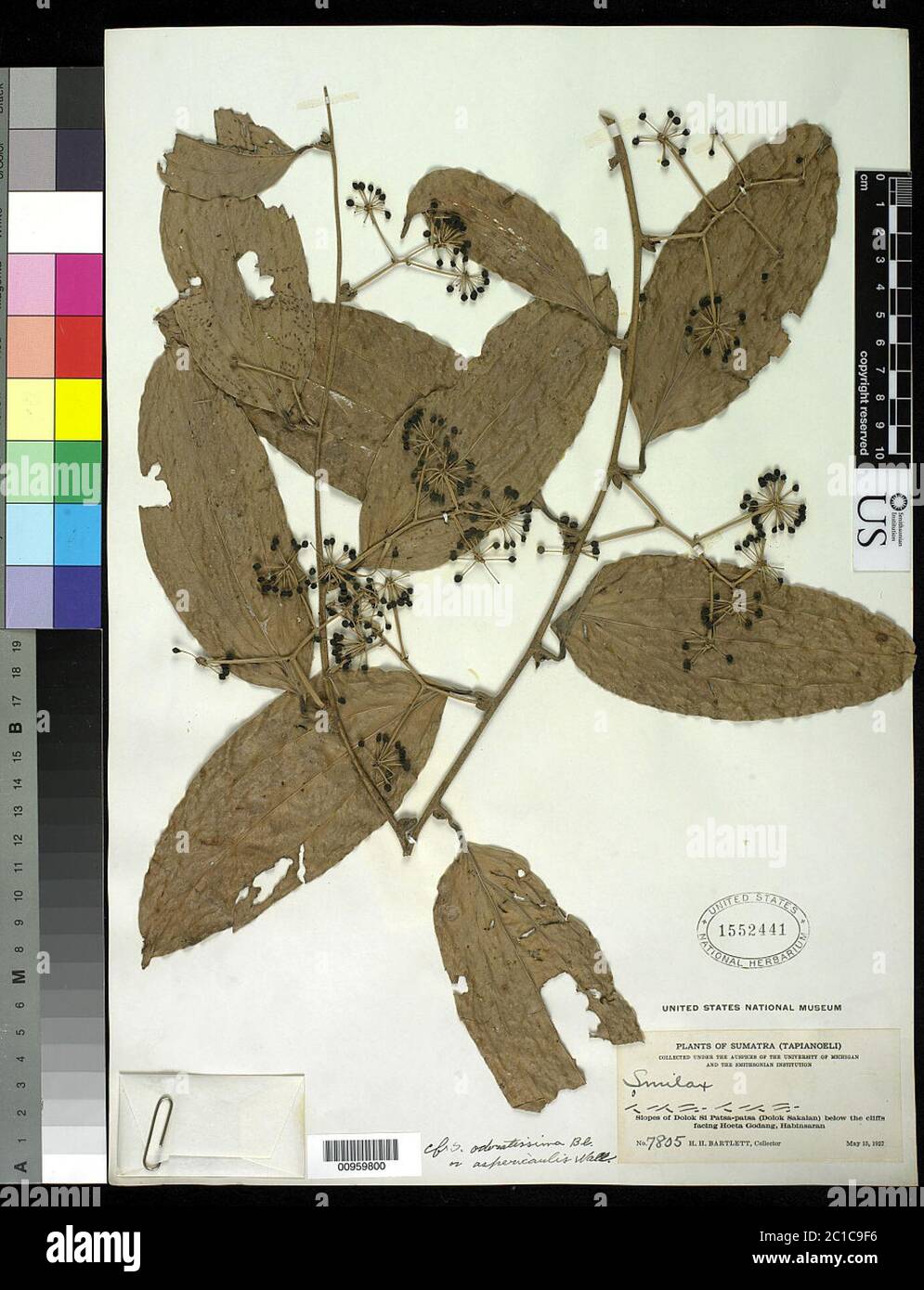 Smilax sp Smilax sp Stock Photo - Alamy